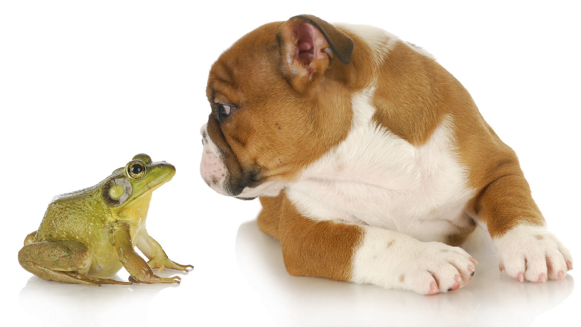 WordHound - The Tale of the Frog, the Hound and the 6900% Traffic Increase.